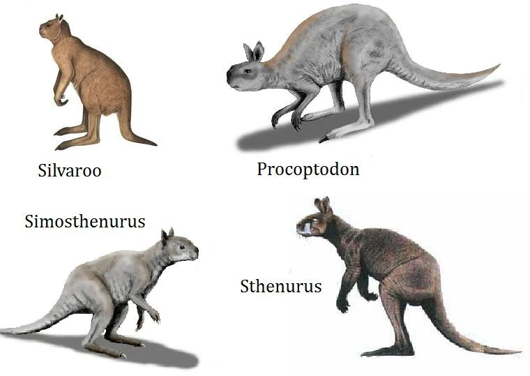 Sthenurinae | Prehistoria Fandom | Fandom
