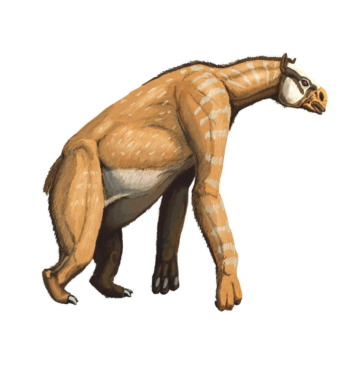 Chalicotherium | Prehistoria Fandom | Fandom