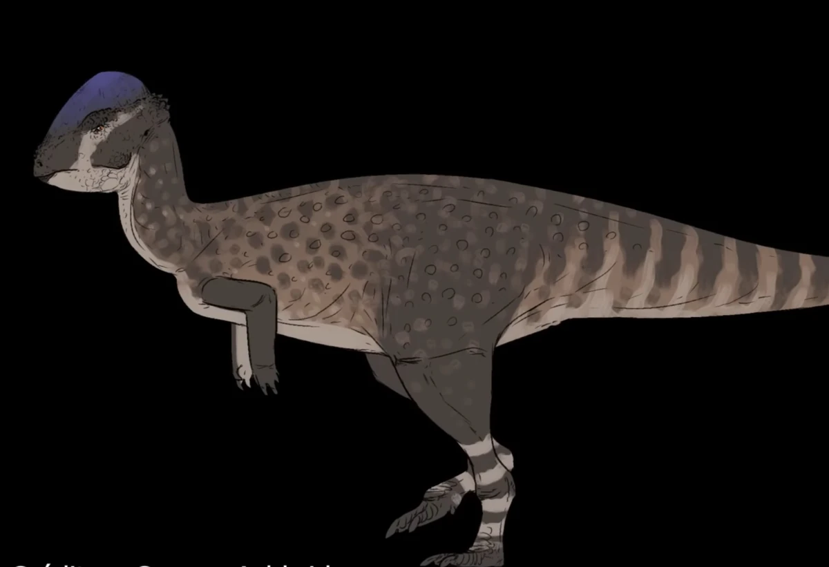 Platytholus | Prehistoria Fandom | Fandom