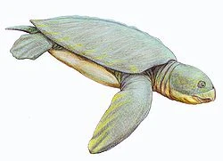 Protostega | Prehistoria Fandom | Fandom