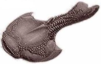 Drepanaspis | Prehistoria Fandom | Fandom