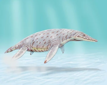 Megalneusaurus | Prehistoria Fandom | Fandom