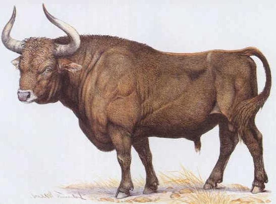 Bos primigenius africanus | Prehistoria Fandom | Fandom