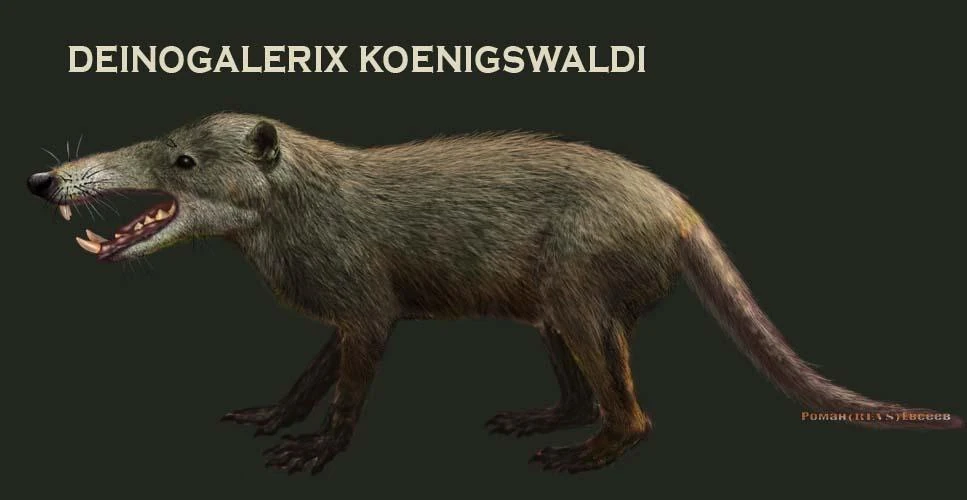 Deinogalerix | Prehistoria Fandom | Fandom