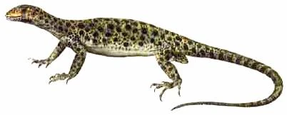 Araeoscelis | Prehistoria Fandom | Fandom