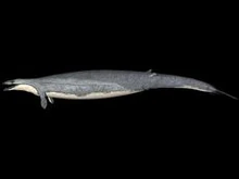 Basilosauridae | Prehistoria Fandom | Fandom