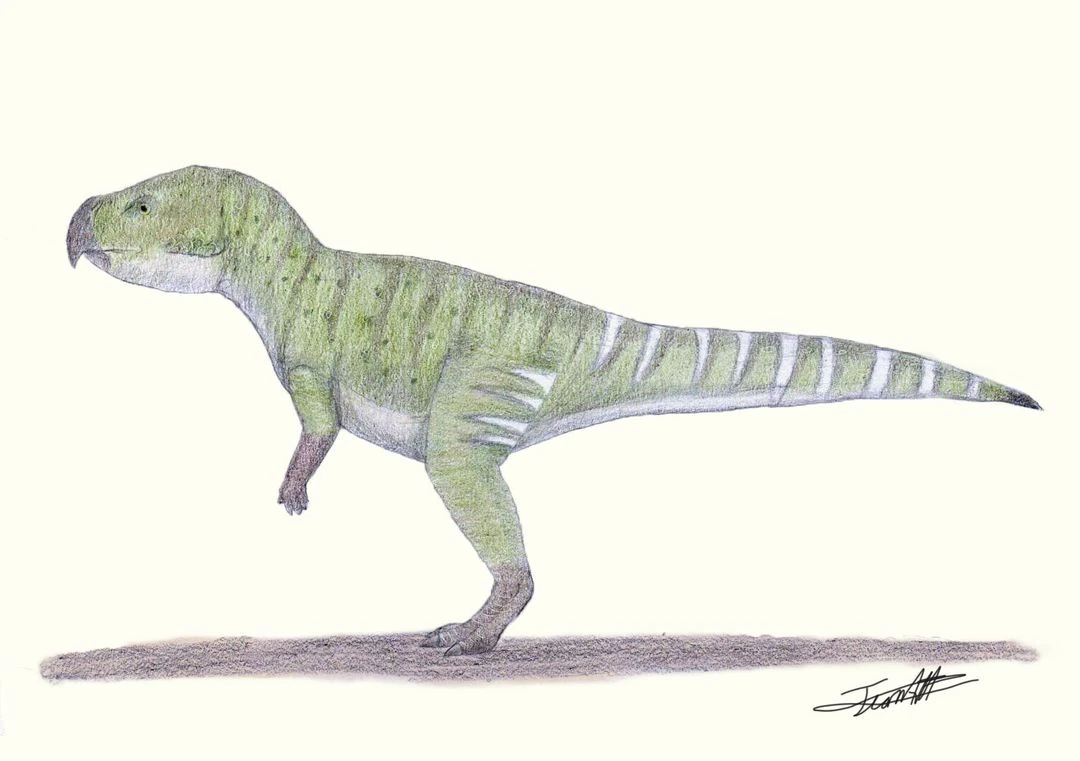 Beg tse | Prehistoria Fandom | Fandom