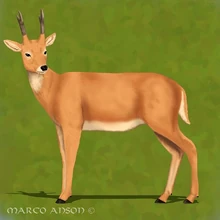 Heteroprox | Prehistoria Fandom | Fandom