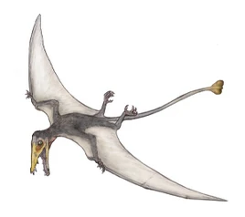 Eudimorphodon | Prehistoria Fandom | Fandom