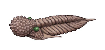 Encrinurus | Prehistoria Fandom | Fandom