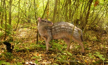 Sifrhippus | Prehistoria Fandom | Fandom