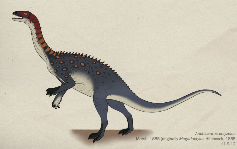 Anchisaurus | Prehistoria Fandom | Fandom