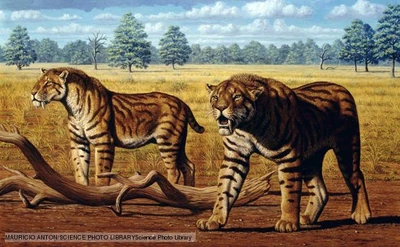 Calabriano | Prehistoria Fandom | Fandom