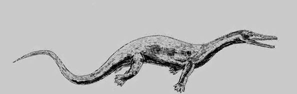 Anshunsaurus | Prehistoria Fandom | Fandom