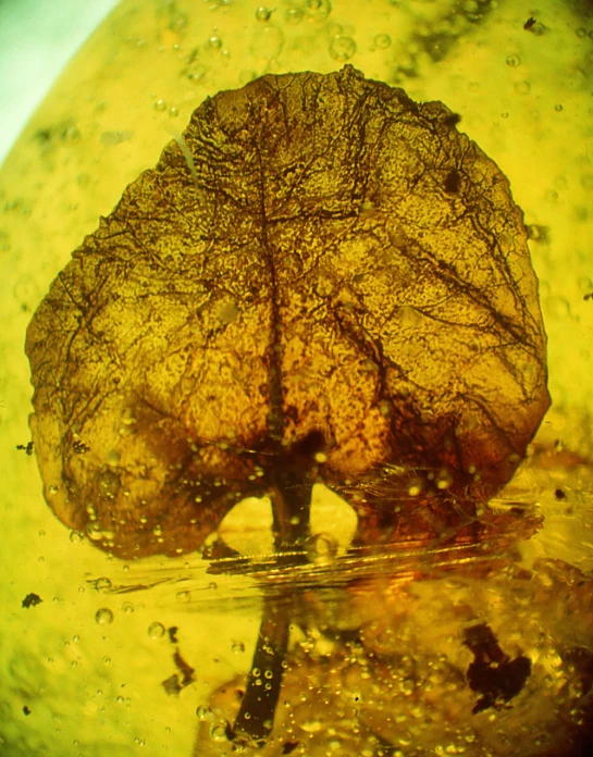 Hymenaea mexicana | Prehistoria Fandom | Fandom