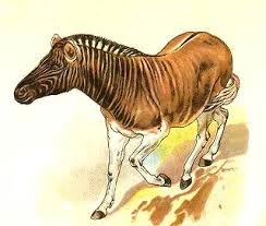 Equus quagga quagga | Prehistoria Fandom | Fandom