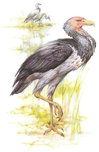 Neocathartes | Prehistoria Fandom | Fandom