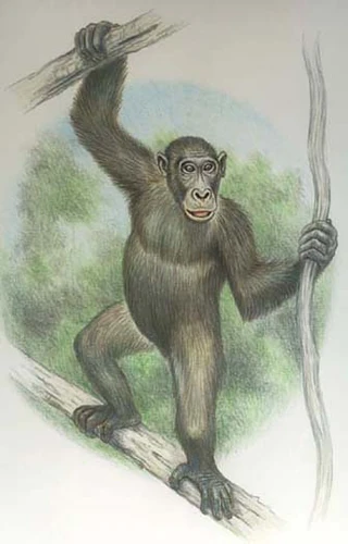 Morotopithecus | Prehistoria Fandom | Fandom
