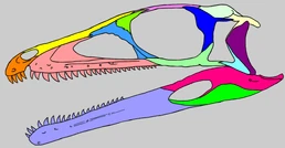 Buriolestes | Prehistoria Fandom | Fandom