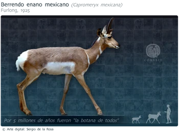 Capromeryx mexicana | Prehistoria Fandom | Fandom