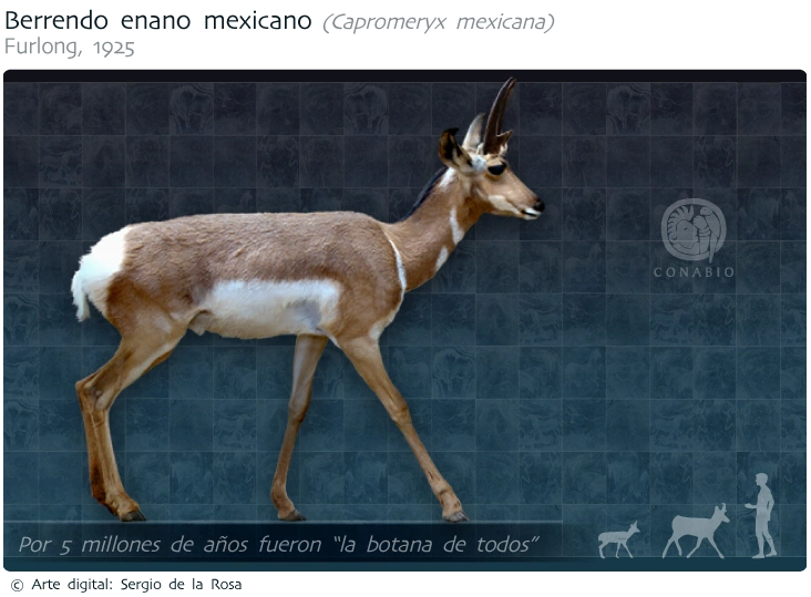 Capromeryx mexicana | Prehistoria Fandom | Fandom