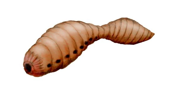 Didazoon | Prehistoria Fandom | Fandom