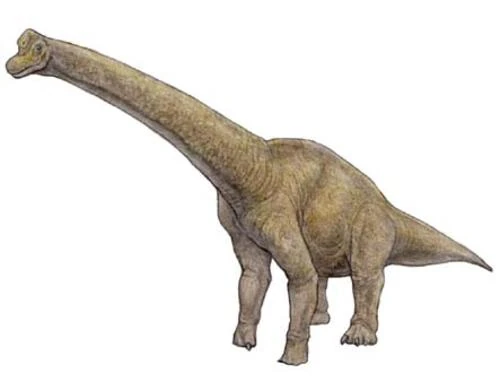 Cedarosaurus | Prehistoria Fandom | Fandom