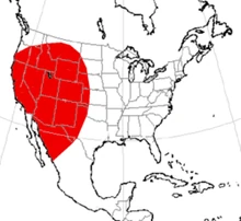 Hypertragulus | Prehistoria Fandom | Fandom