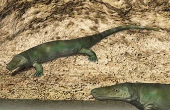 Limnoscelis | Prehistoria Fandom | Fandom