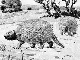 Propalaehoplophorus | Prehistoria Fandom | Fandom