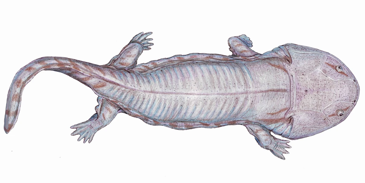 Siderops | Prehistoria Fandom | Fandom