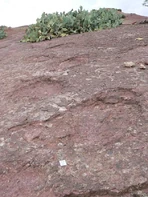 Breviparopus | Prehistoria Fandom | Fandom