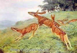 Cervavitus | Prehistoria Fandom | Fandom