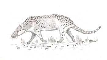 Falcatodon | Prehistoria Fandom | Fandom