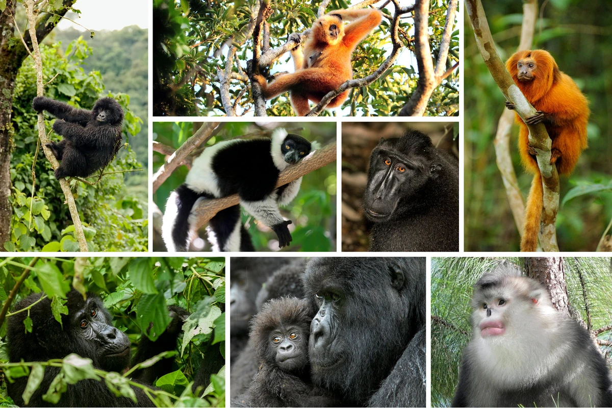 Primates | Prehistoria Fandom | Fandom