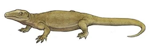 Archaeothyris | Prehistoria Fandom | Fandom