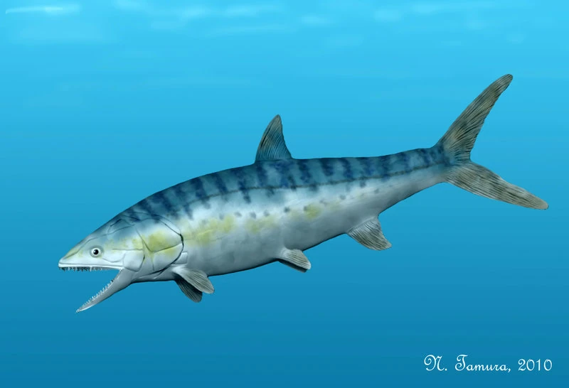 Caturus | Prehistoria Fandom | Fandom