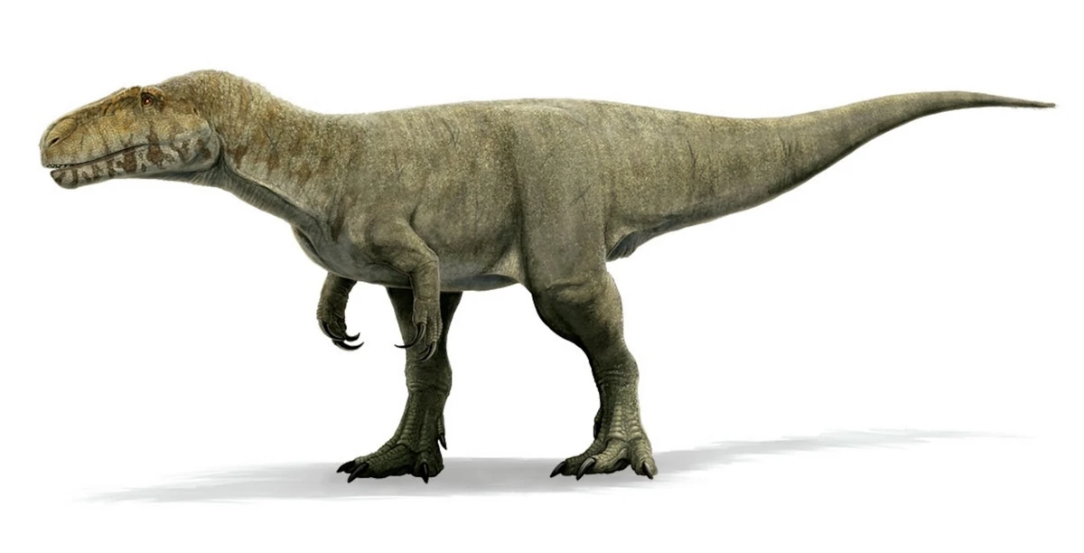 Megalosaurus | Prehistoria Fandom | Fandom