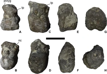 Syngonosaurus | Prehistoria Fandom | Fandom