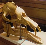Palaeomastodon | Prehistoria Fandom | Fandom