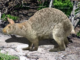 Nuralagus rex | Prehistoria Fandom | Fandom