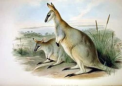 Macropus greyi | Prehistoria Fandom | Fandom