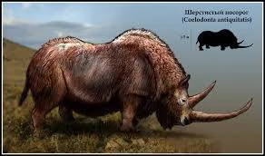 Coelodonta | Prehistoria Fandom | Fandom