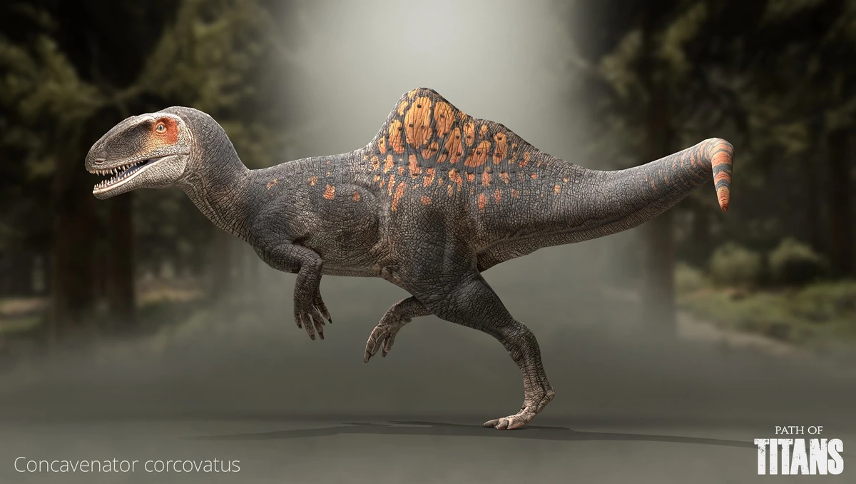 Concavenator | Prehistoria Fandom | Fandom