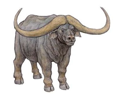 Pelorovis | Prehistoria Fandom | Fandom