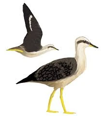 Cimolopteryx | Prehistoria Fandom | Fandom