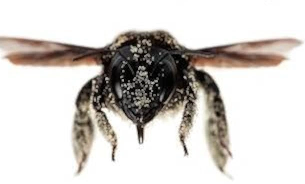 Apis nearctica | Prehistoria Fandom | Fandom