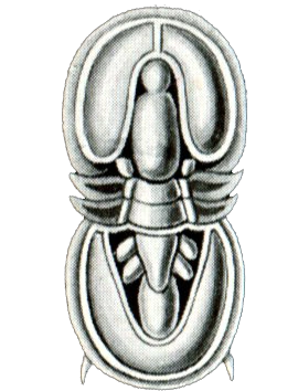 Agnostus | Prehistoria Fandom | Fandom