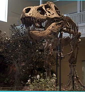 Tyrannosaurus/Galería | Prehistoria Fandom | Fandom