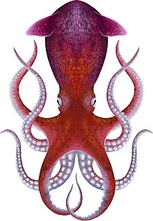 Palaeoctopus | Prehistoria Fandom | Fandom